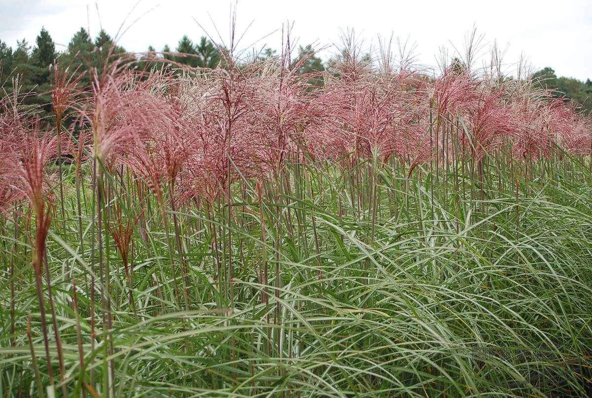Miscanthus sinensis malepartus store